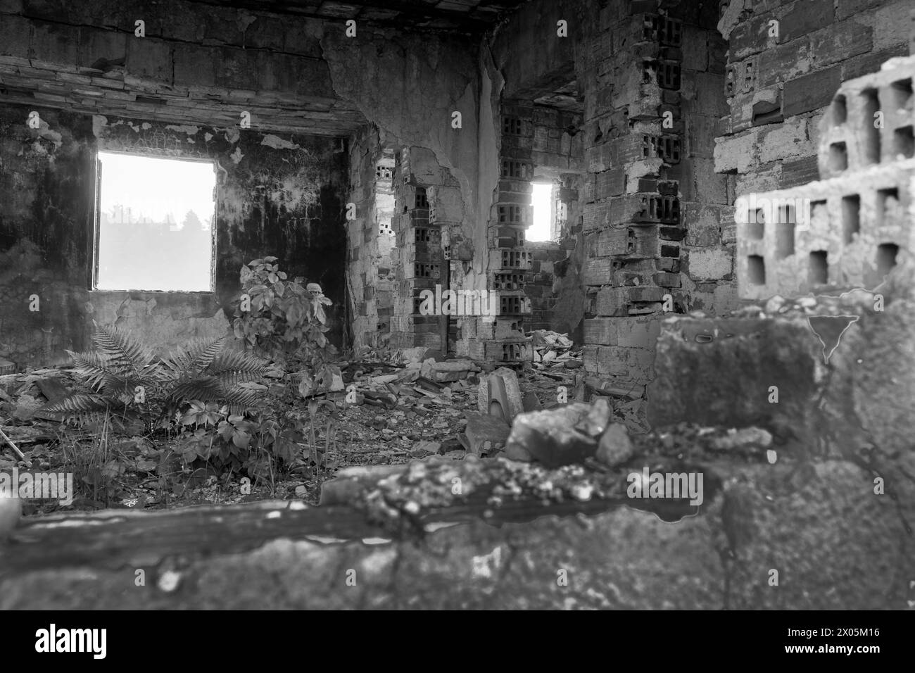 Abandoned building inside ferns and plants overtaking the rubble and ...