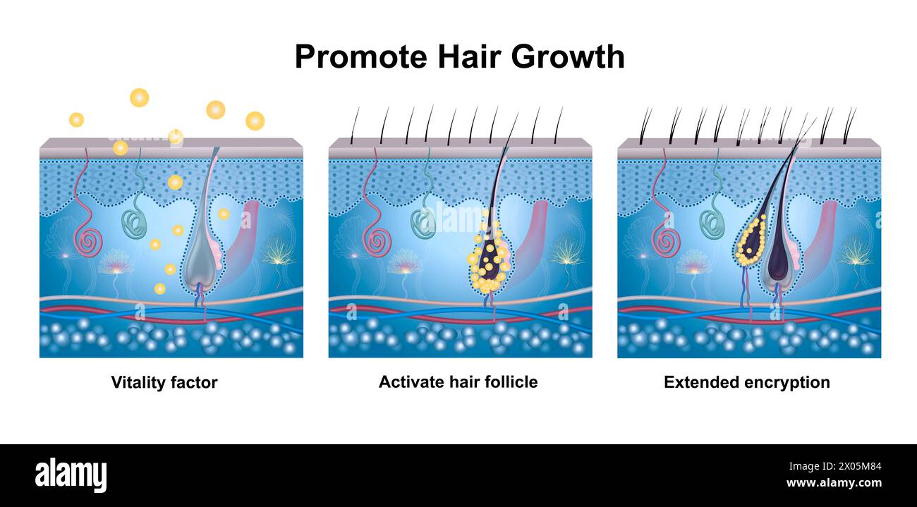 Hair growth phase, anatomy diagram of human hair. AD for oil or serum ...