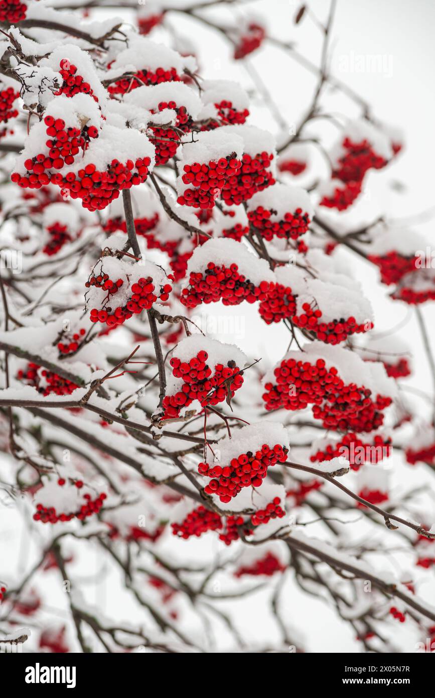 Rowan branch red berries winter hi-res stock photography and images - Alamy
