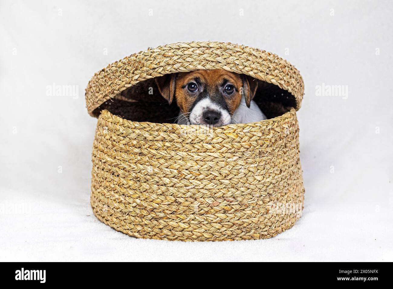 Jack Russell puppy hid in a box made of wicker on a light background ...
