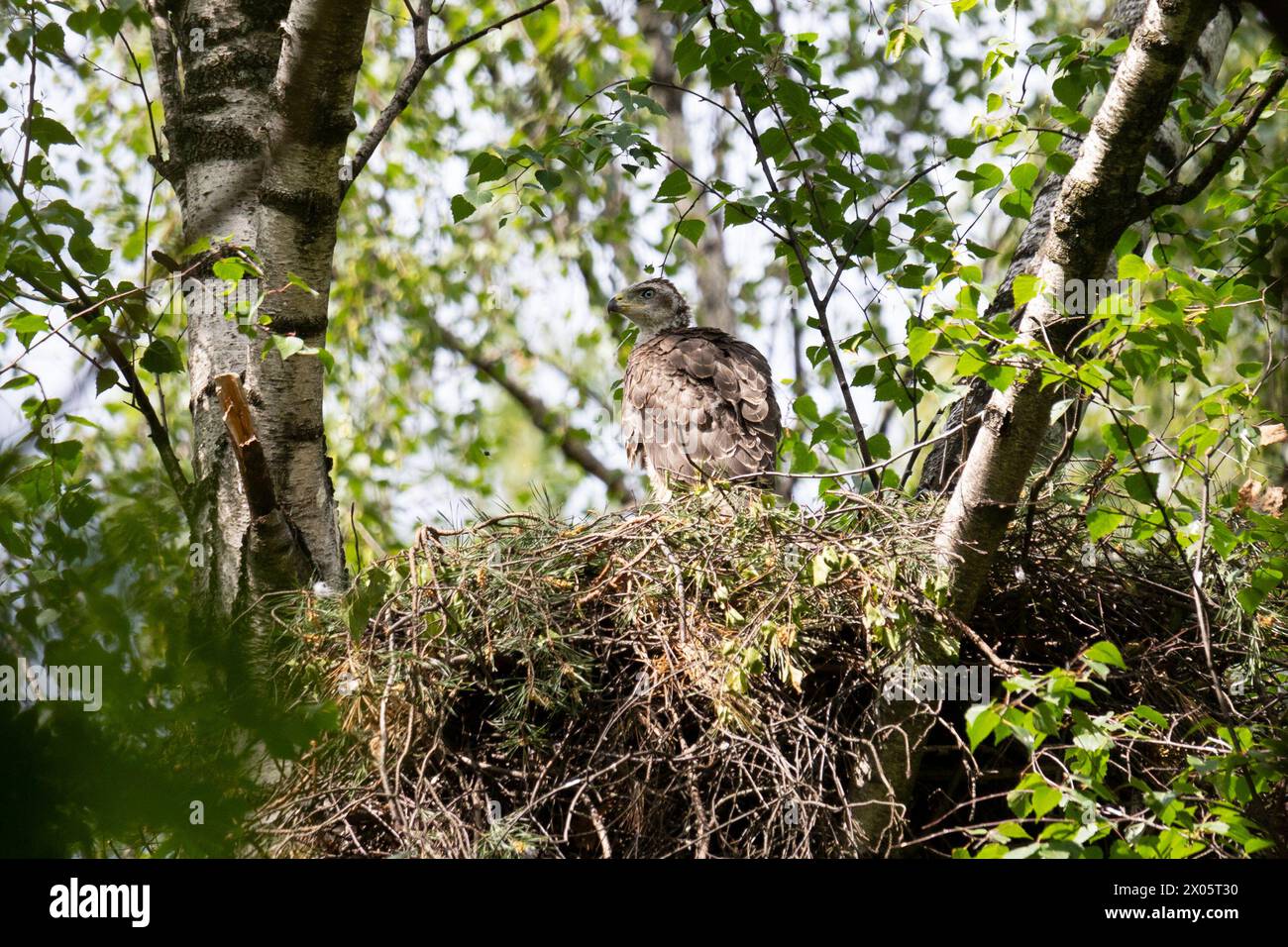 Eurasian goshawk chick sitting on a nest Stock Photo - Alamy