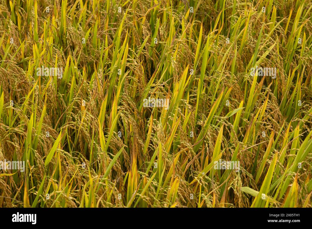 Rice field. Ripe rice field and sky landscape on the farm. Paddy rice ...