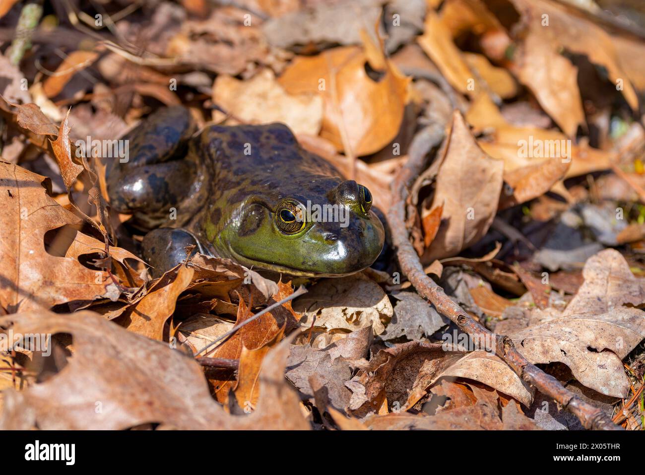 The American bullfrog (Lithobates catesbeianus), often simply known as ...