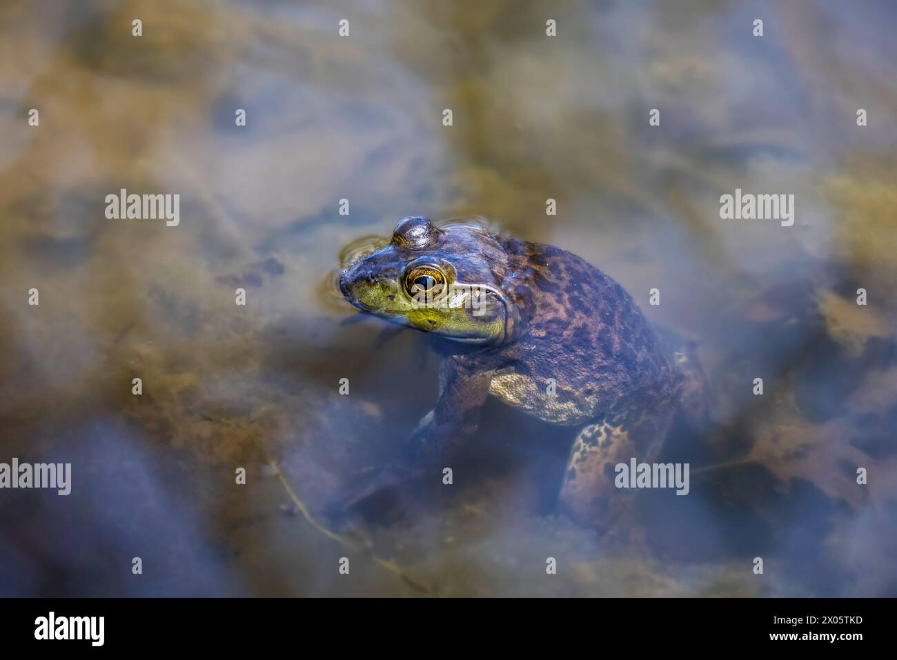 The American bullfrog (Lithobates catesbeianus), often simply known as ...