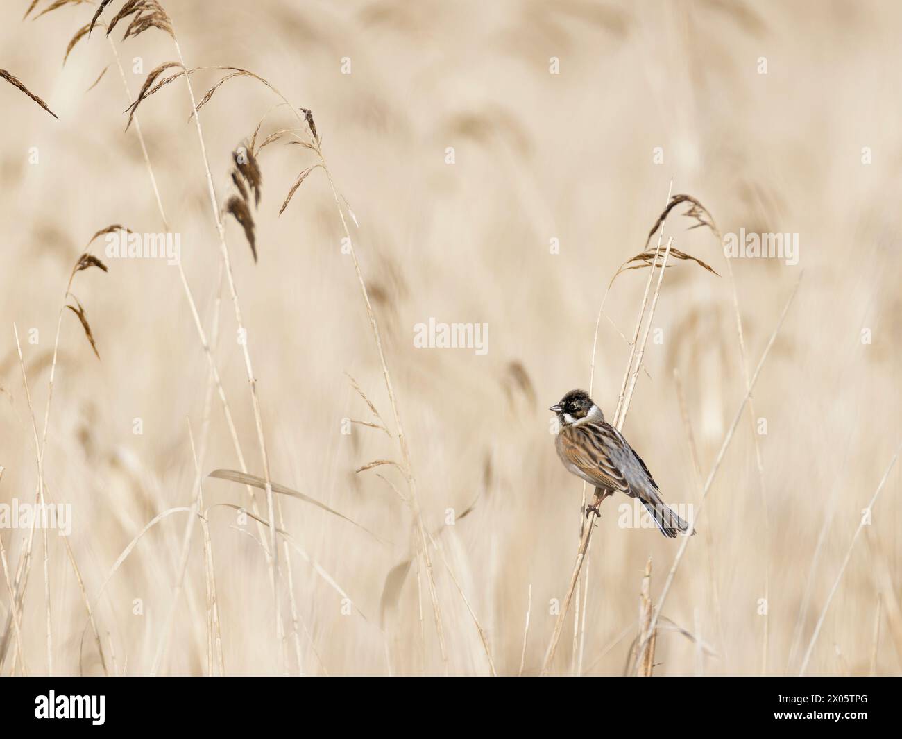 An adult male reed bunting (Emberiza schoeniclus) perched in the reeds ...