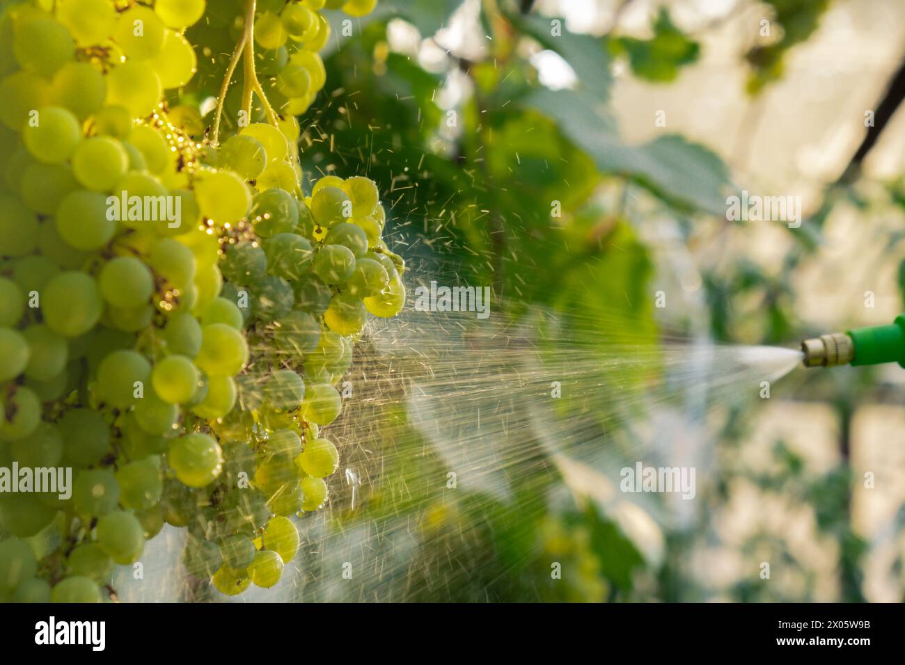 Farmers spray pesticides on vegetables hi-res stock photography and ...