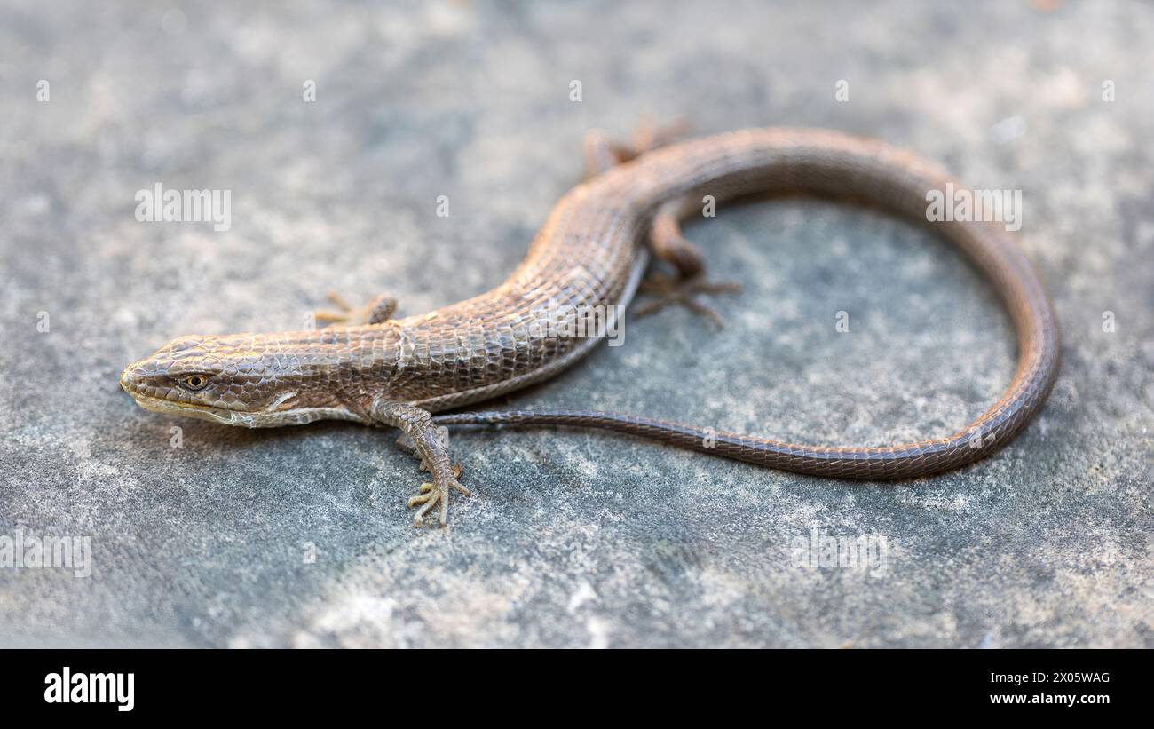 Lizard life cycle hi-res stock photography and images - Alamy