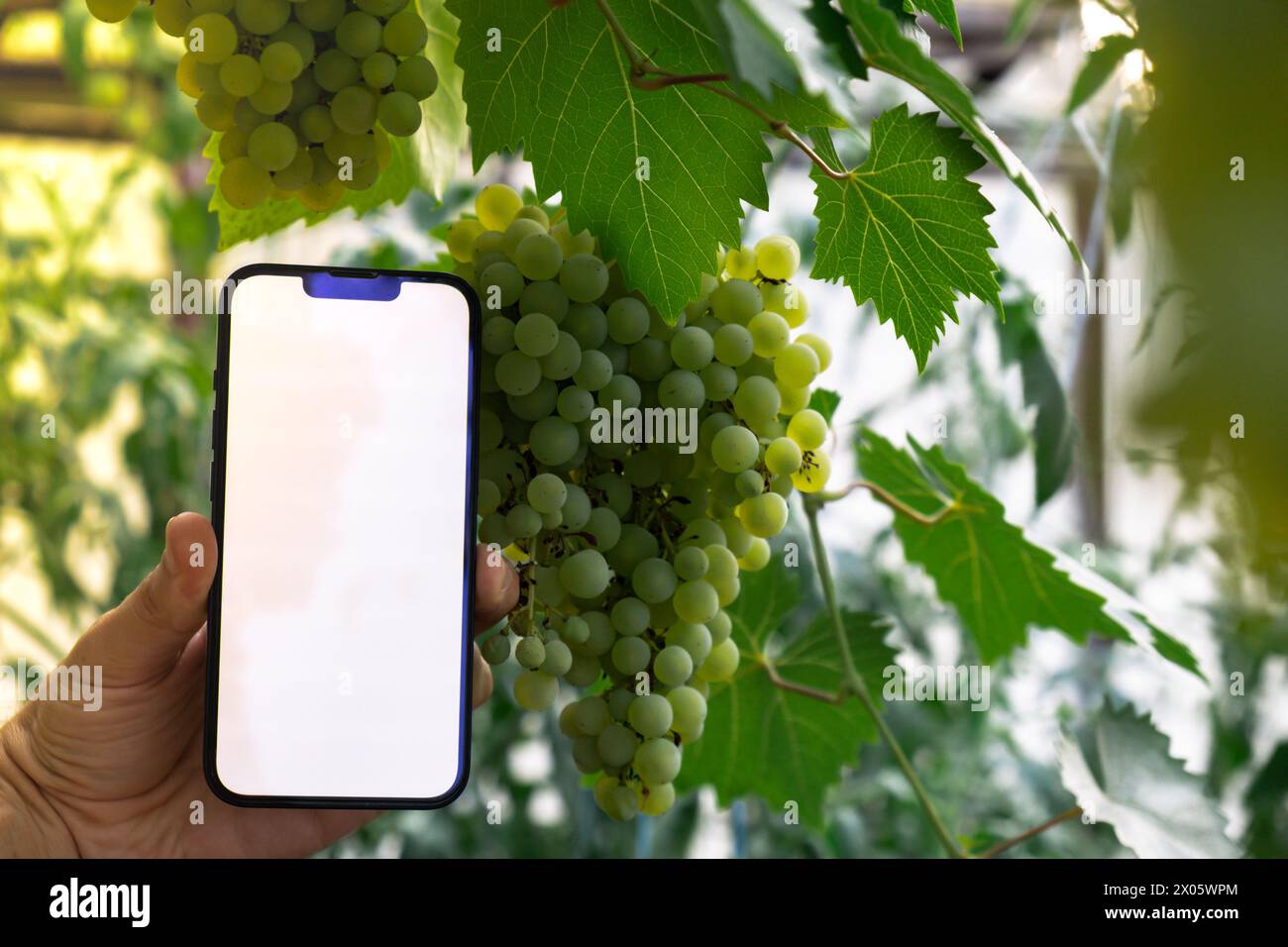 Artificial intelligent management system in farm. Smart gardening at ...