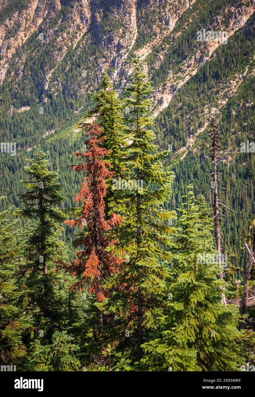 North cascades highway attractions hi-res stock photography and images ...