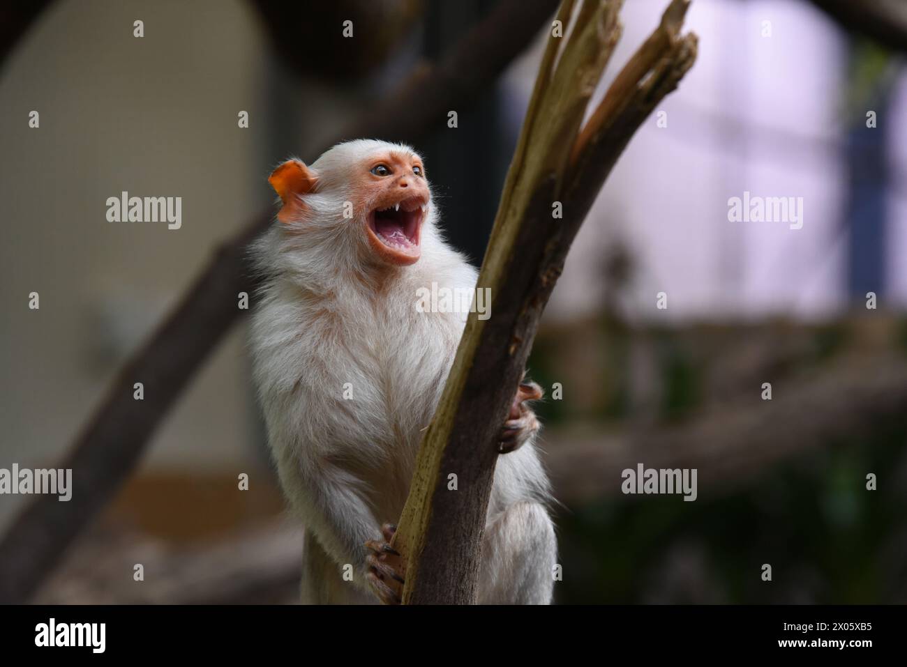 Screaming monkey hi-res stock photography and images - Alamy