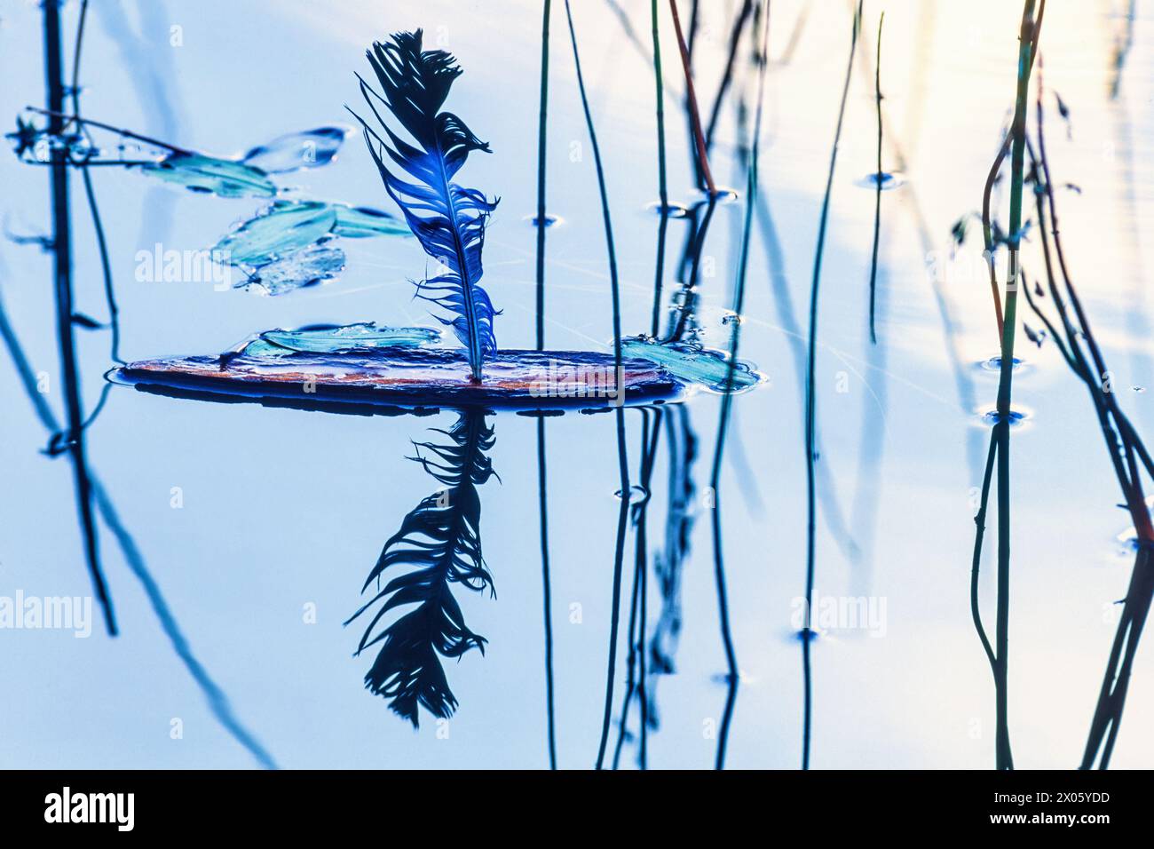 Floating boat made of bark with a feather as sail Stock Photo - Alamy