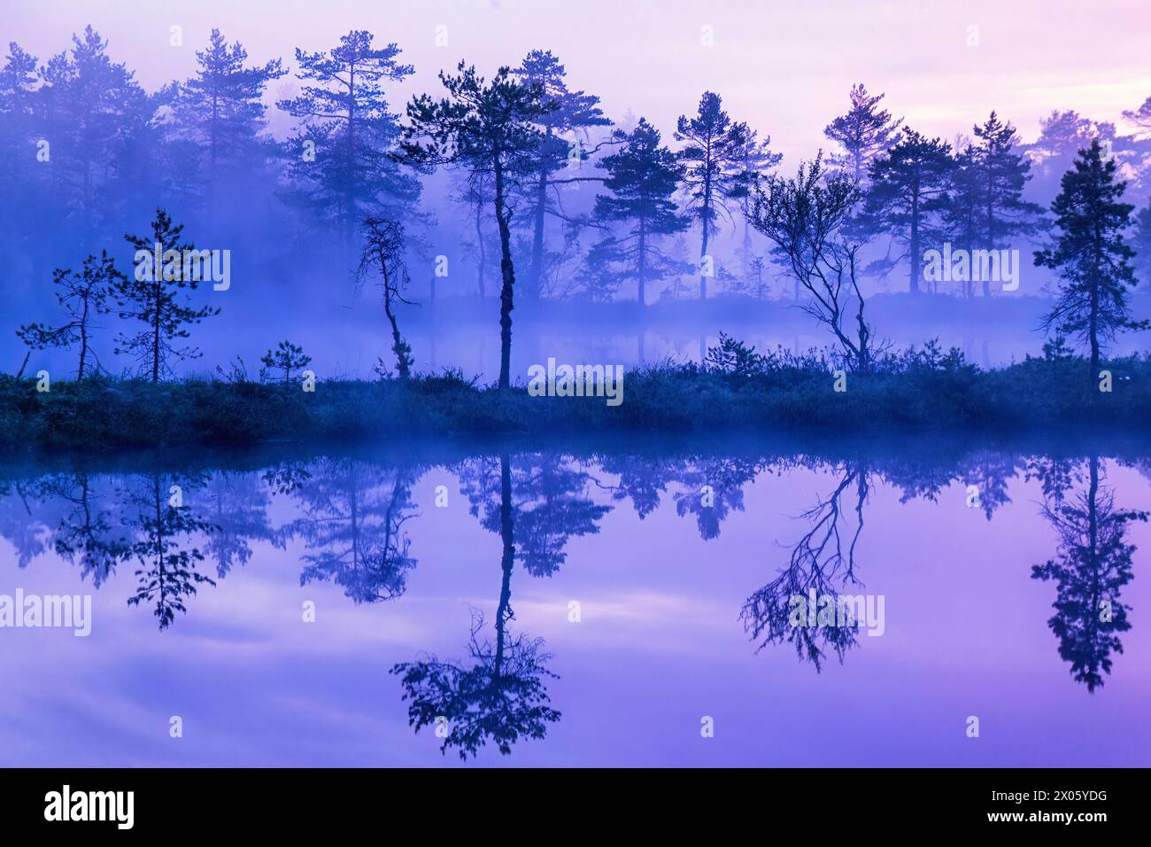 Swamp lake bog sunrise pink hi-res stock photography and images - Alamy