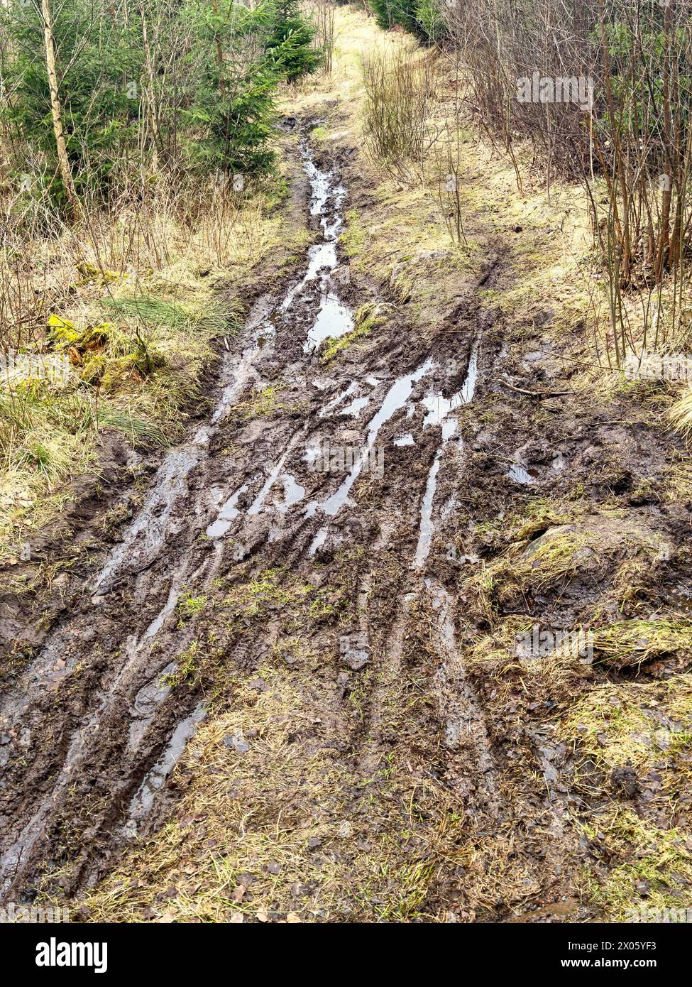 Muddy path with traces of bicycles in the mud Stock Photo - Alamy