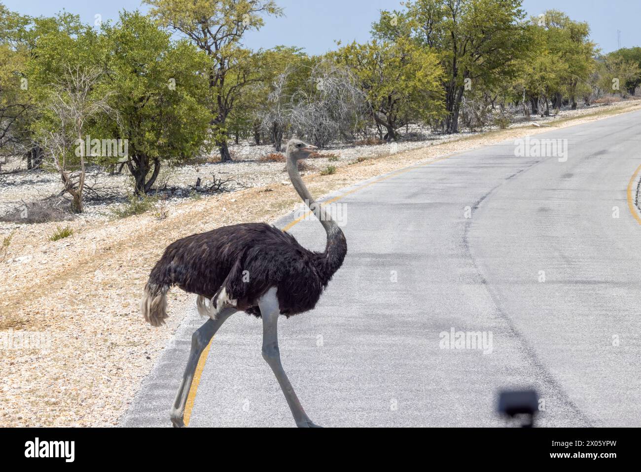 Picture of a running ostrich crossing a street in Etosha Nationalpark ...