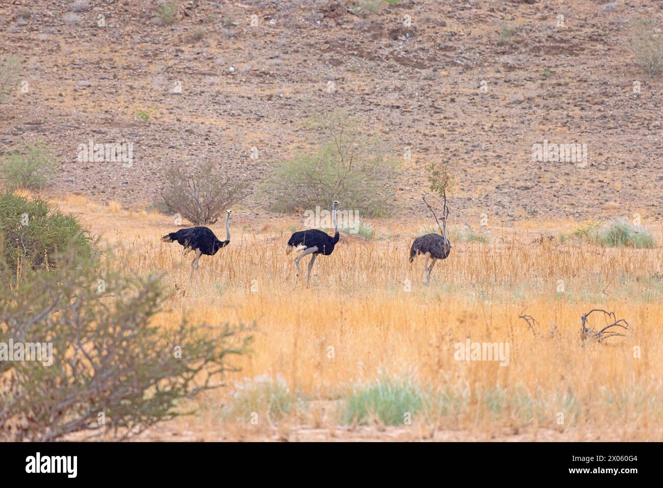 Picture of a group of ostrich on open savannah in Namibia during the ...