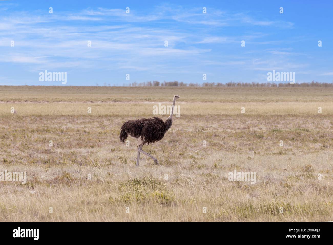 Picture of a running ostrich on open savannah in Namibia during the day ...