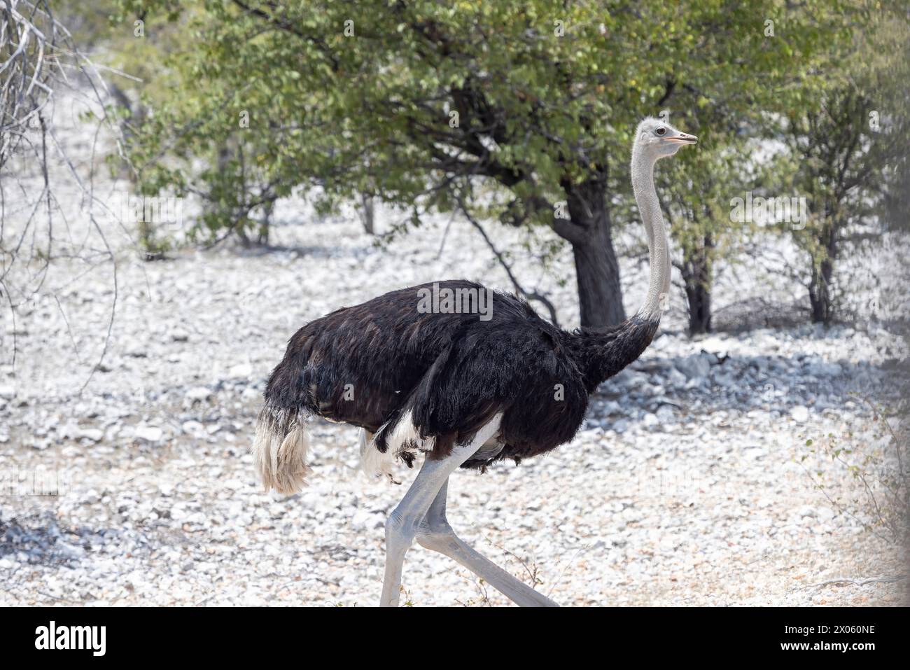 Picture of a running ostrich on open savannah in Namibia during the day ...
