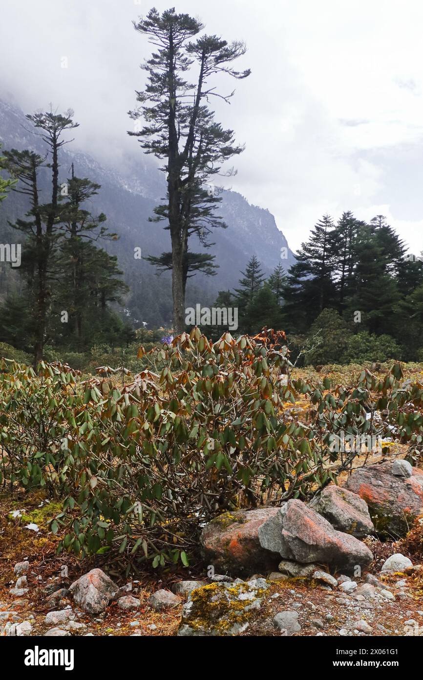wilderness of north sikkim, beautiful alpine forest and surrounding ...