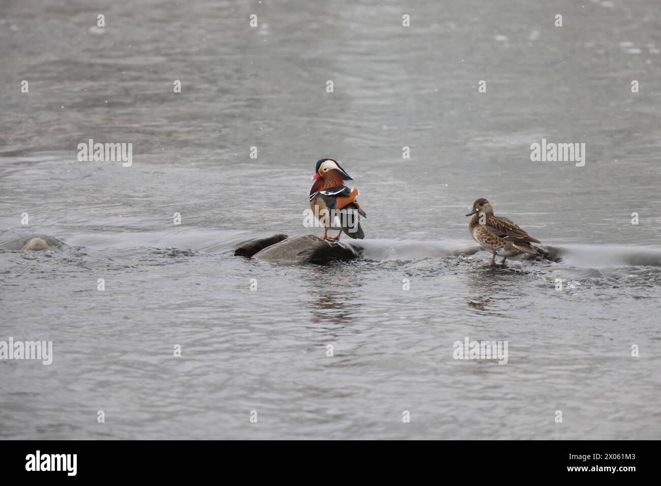 The mandarin duck (Aix galericulata) is a perching duck species native ...