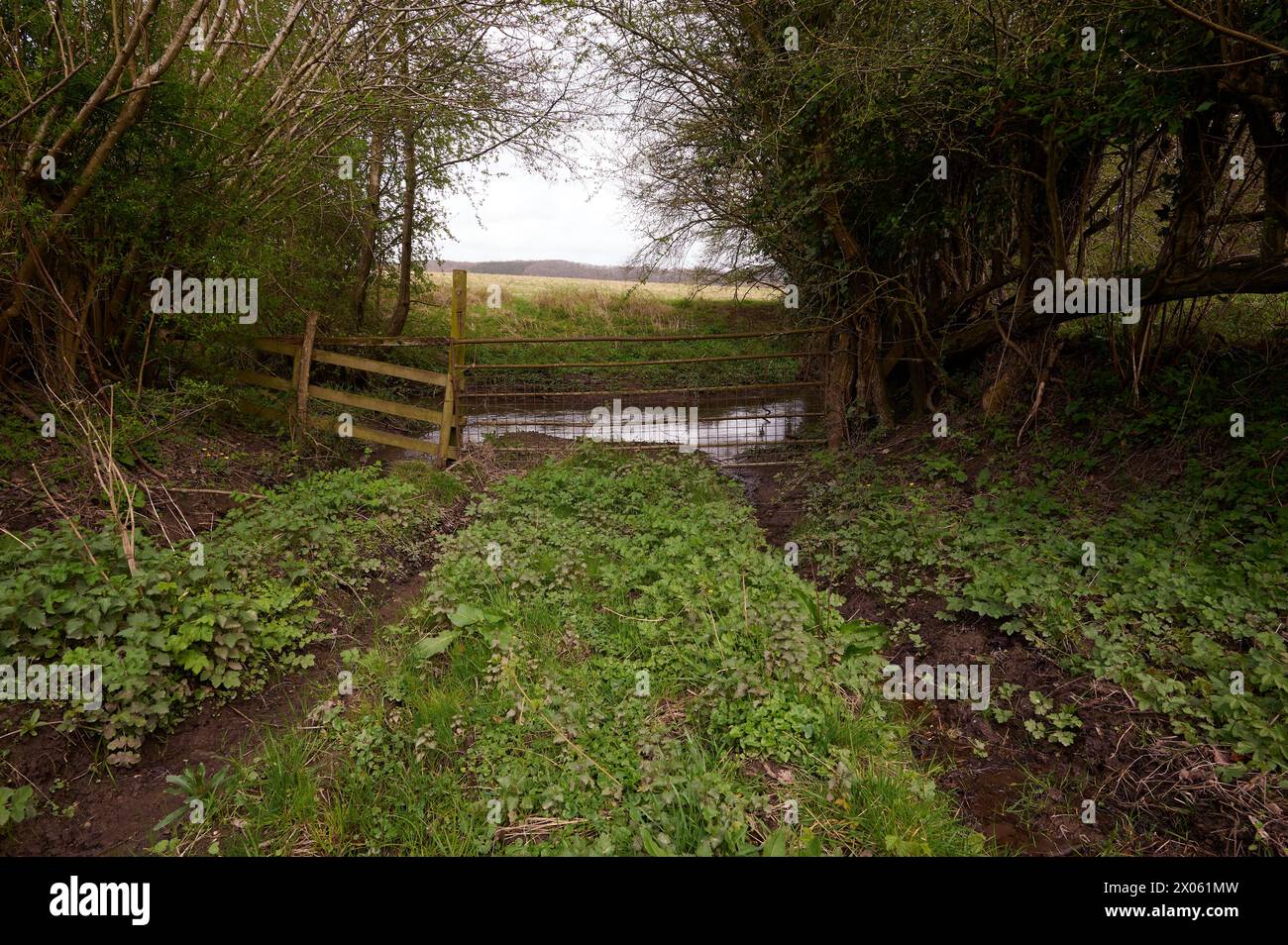 muddy track leading to old metal gate in hedgerow and small stream in ...