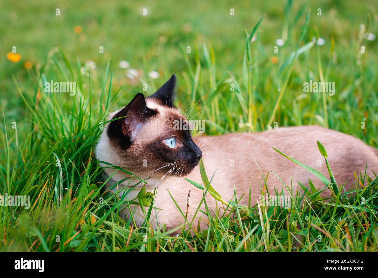 Siamese cat with blue eyes lying in a grass Stock Photo - Alamy