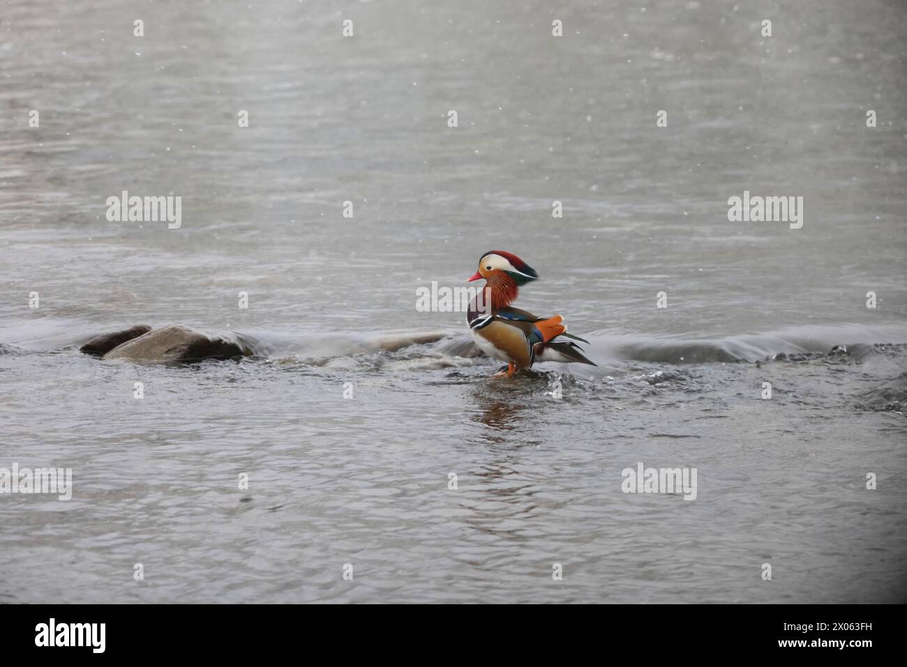 The mandarin duck (Aix galericulata) is a perching duck species native ...