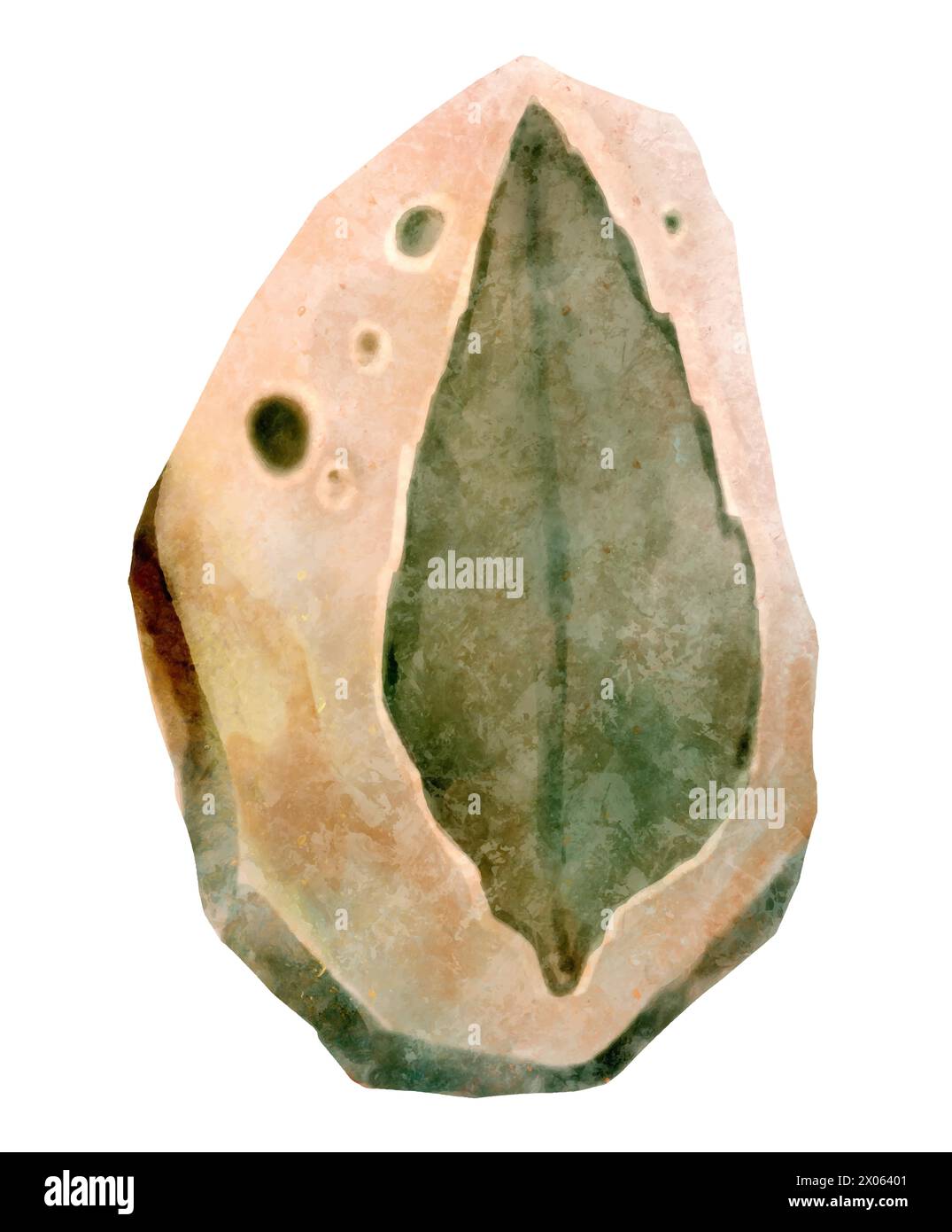 Fossil of plant in rock . Watercolor paint design . Vector Stock Vector ...