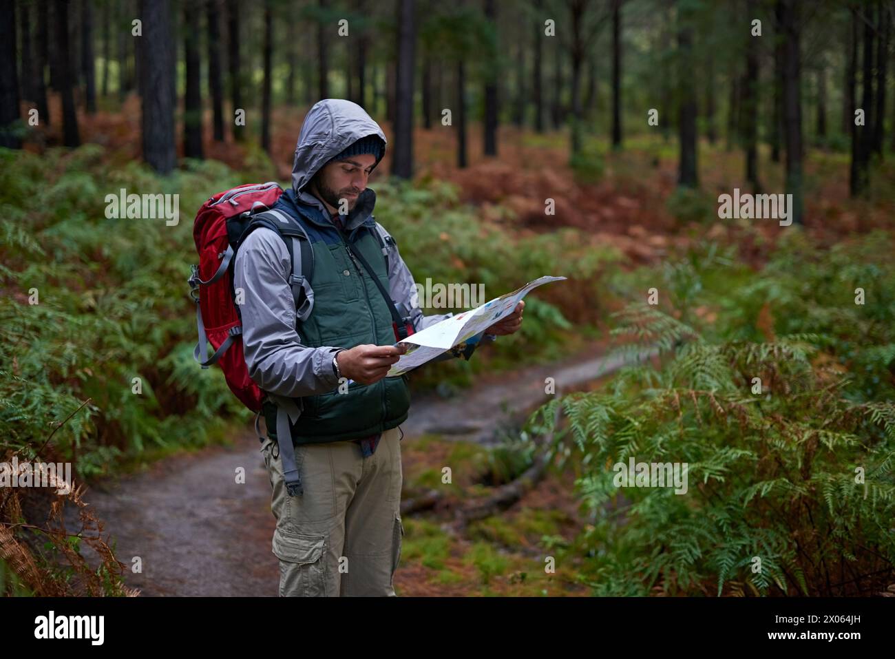 Hiking, forest and man with map for camping adventure in woods and ...