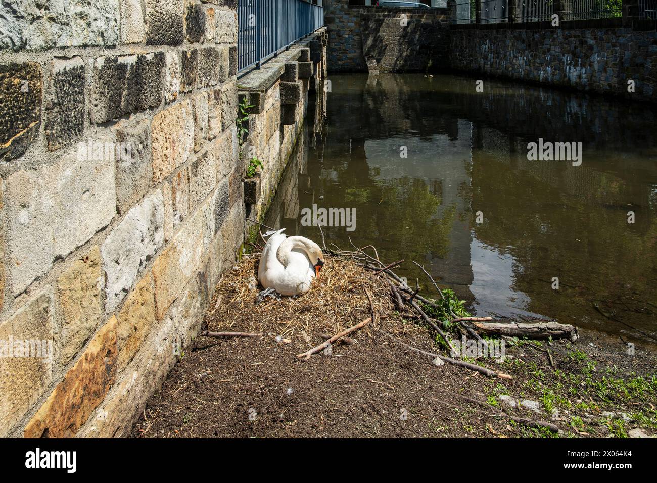 Swans nesting at the edge of a moat in spring, Schönfeld Castle ...