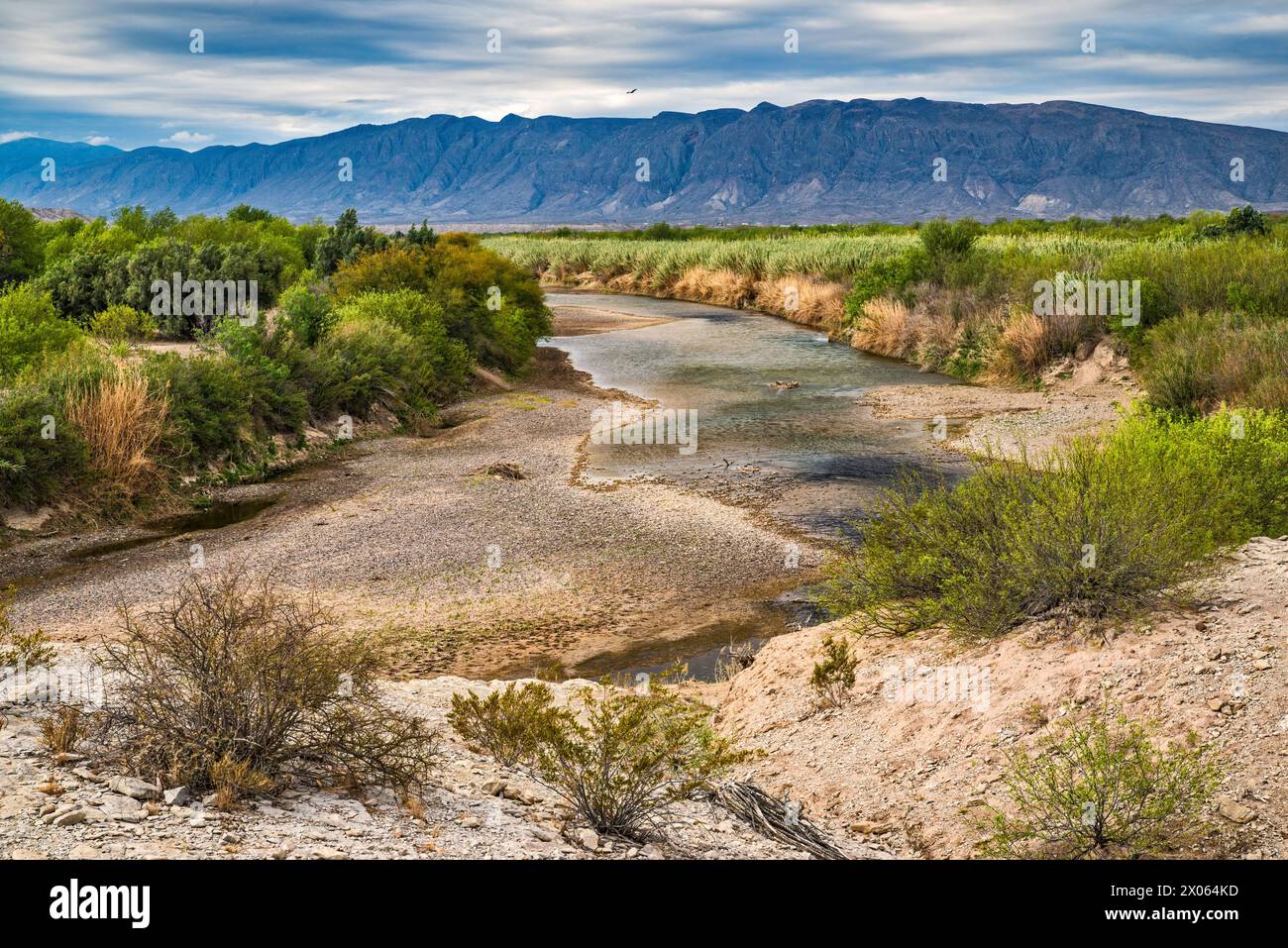 Riparian woodland at Rio Grande, Sierra de San Vicente in Mexico in ...