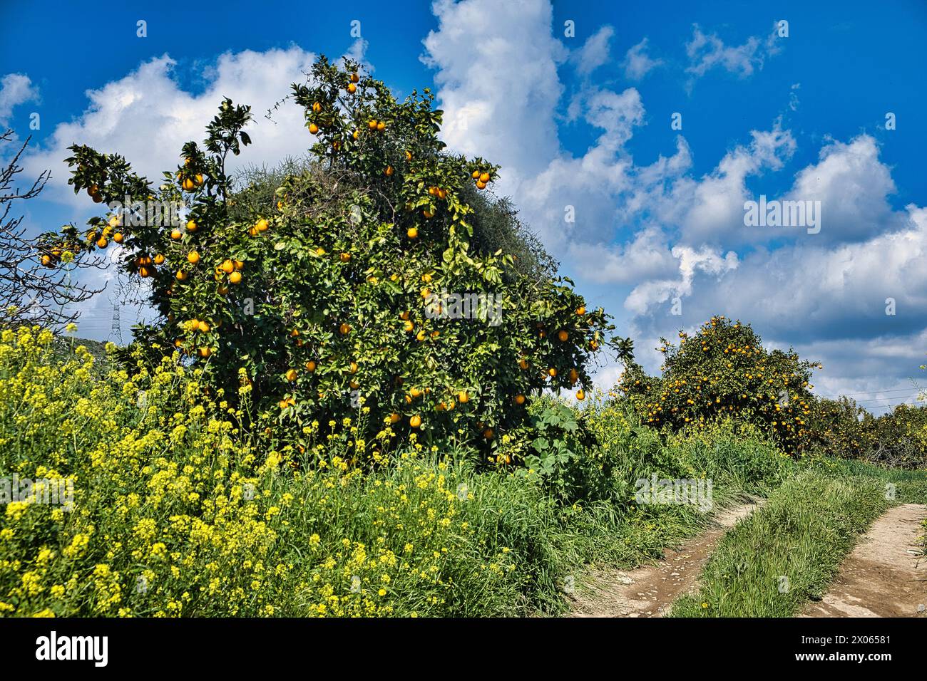 Orange trees full of oranges in a neglected orchard along a dirt road ...