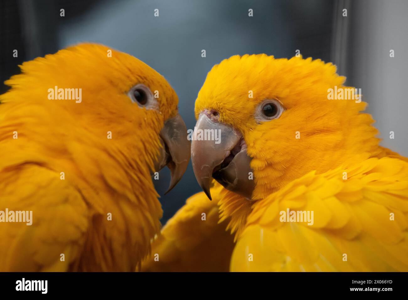 Kissing parrot hi-res stock photography and images - Alamy