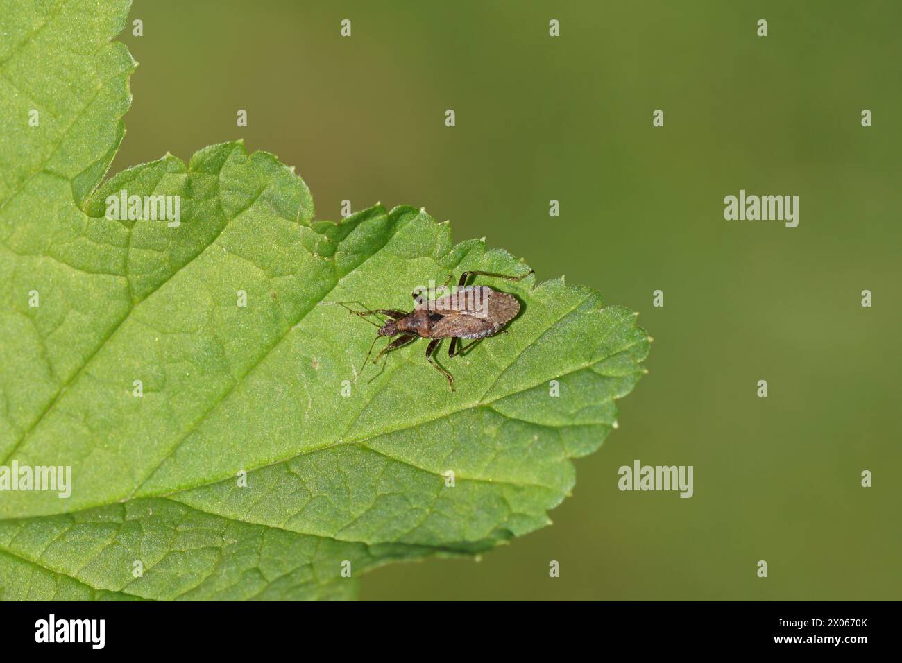 Macropterous Ant Damsel bug (Himacerus mirmicoides), family Nabidae on ...
