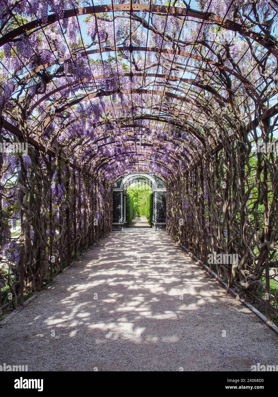 Vienna, Austria, Austria. 10th Apr, 2024. Wisteria flowers in full ...