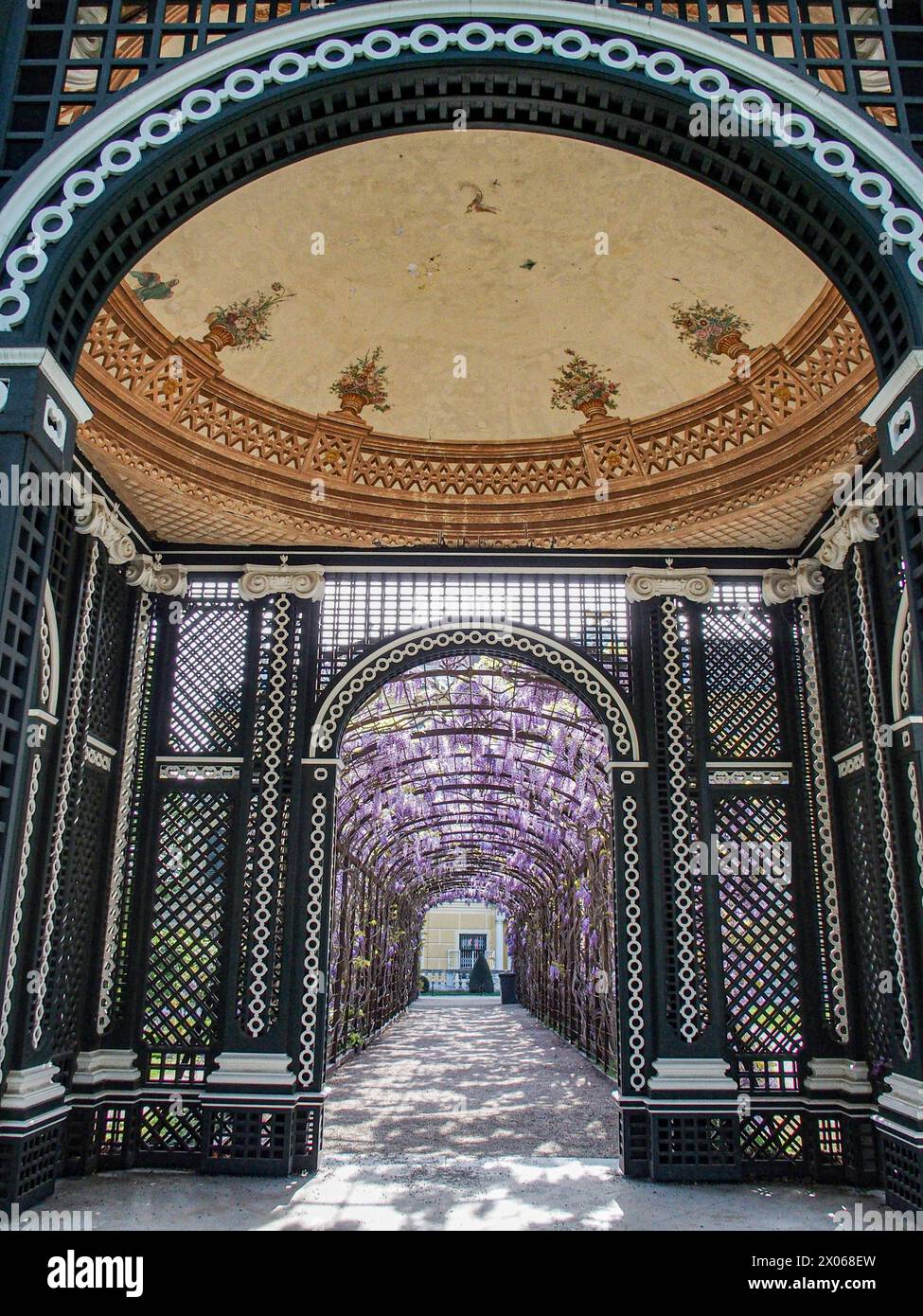 Vienna, Austria, Austria. 10th Apr, 2024. Wisteria flowers in full ...