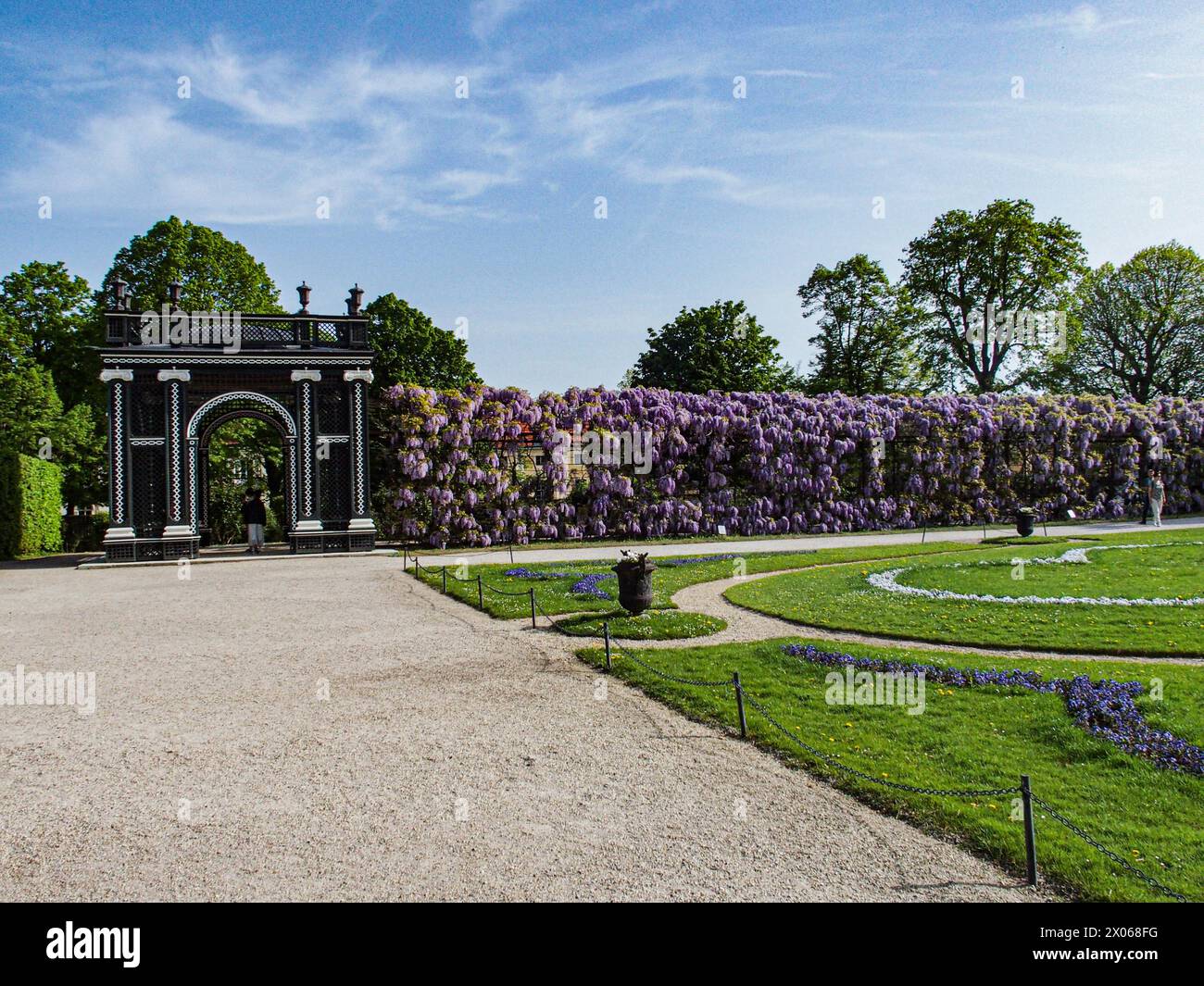 Vienna, Austria, Austria. 10th Apr, 2024. Wisteria flowers in full ...