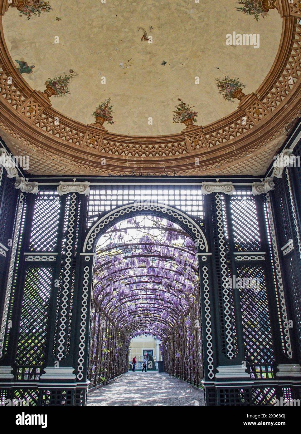 Vienna, Austria, Austria. 10th Apr, 2024. Wisteria flowers in full ...