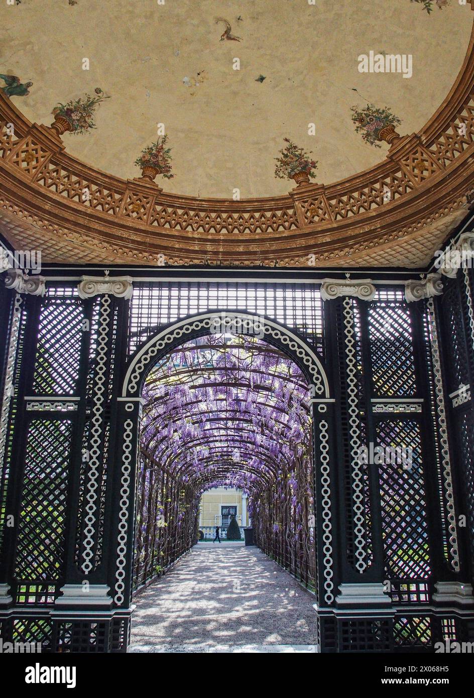 Vienna, Austria, Austria. 10th Apr, 2024. Wisteria flowers in full ...