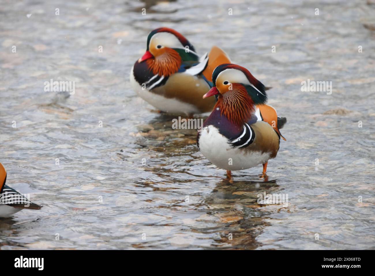 The mandarin duck (Aix galericulata) is a perching duck species native ...