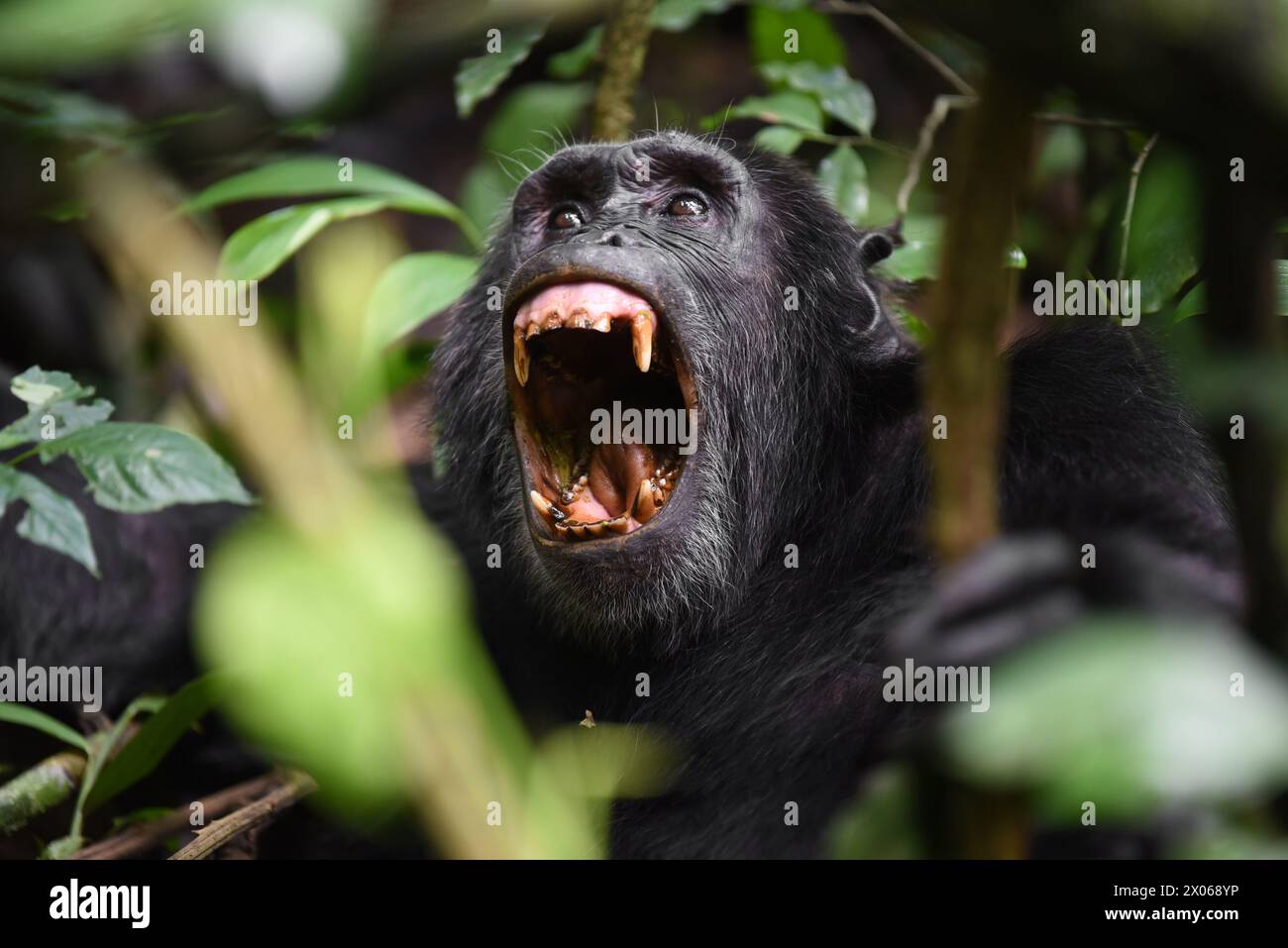 Wild chimpanzee in Uganda's lush rainforest, amid fresh rain, captured ...