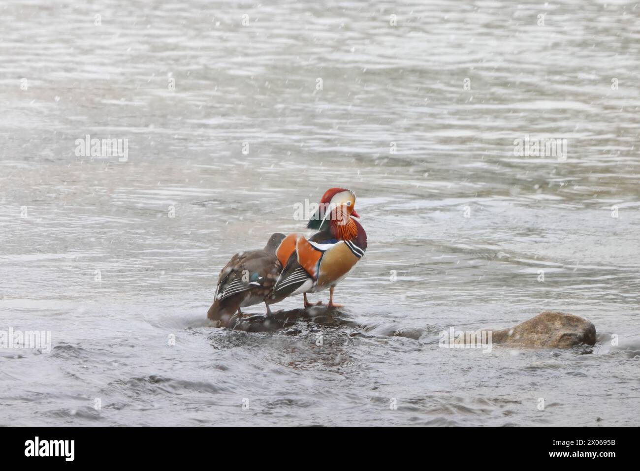 The mandarin duck (Aix galericulata) is a perching duck species native ...