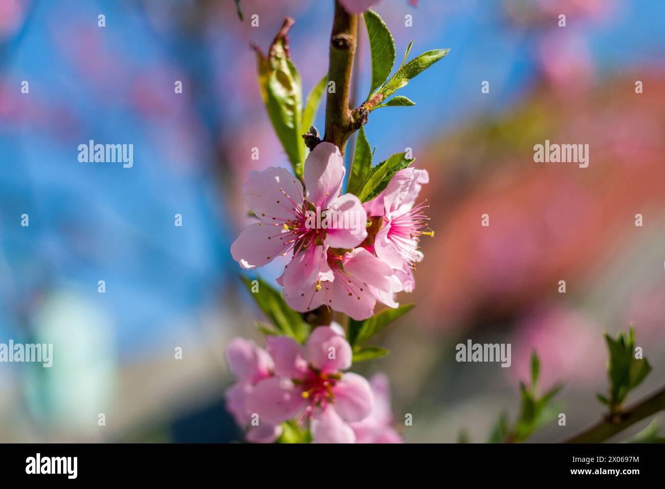 Nectarine blossom pollination hi-res stock photography and images - Alamy