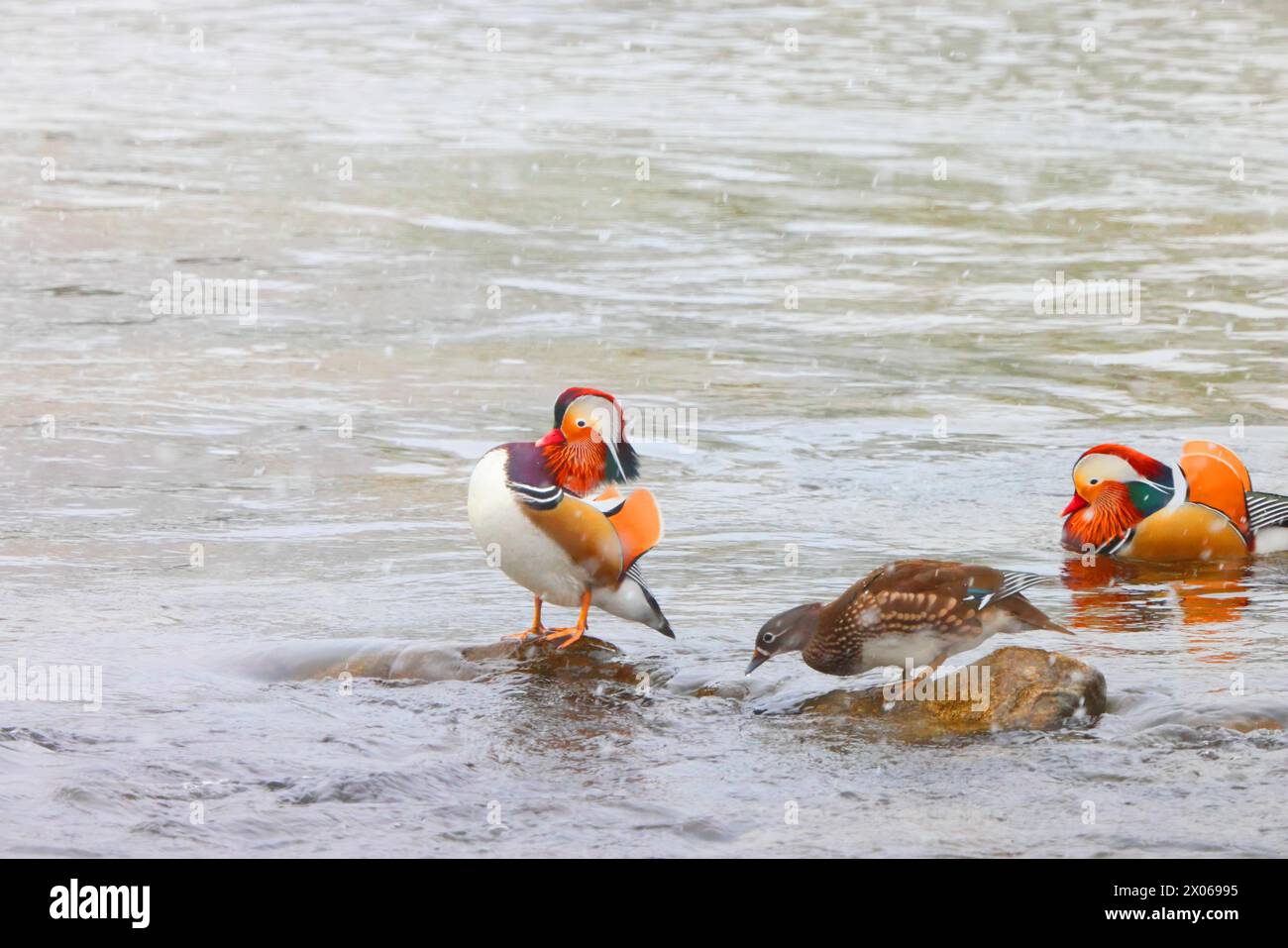 The mandarin duck (Aix galericulata) is a perching duck species native ...