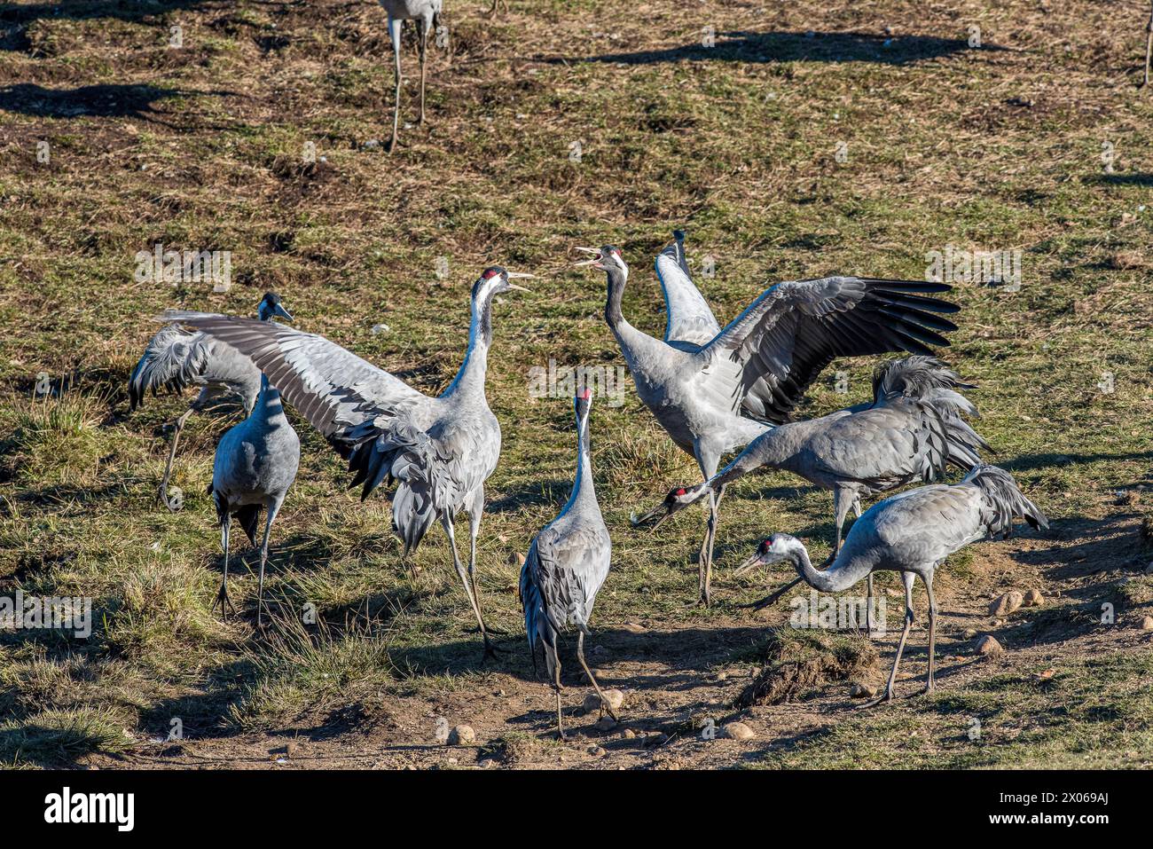 Migrating Common Cranes at Lake Hornborga during spring in Sweden. The ...