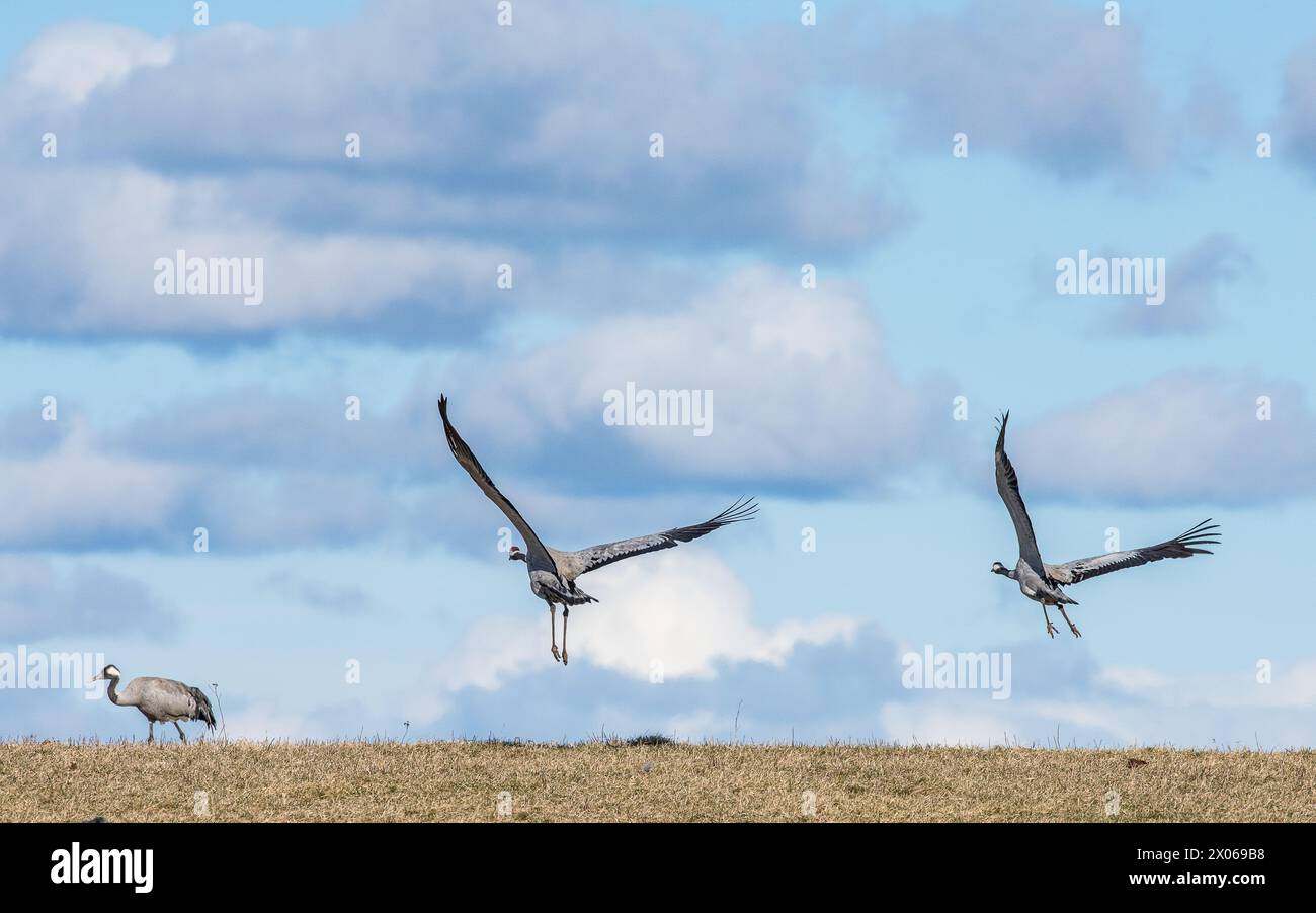 Migrating Common Cranes at Lake Hornborga during spring in Sweden. The ...