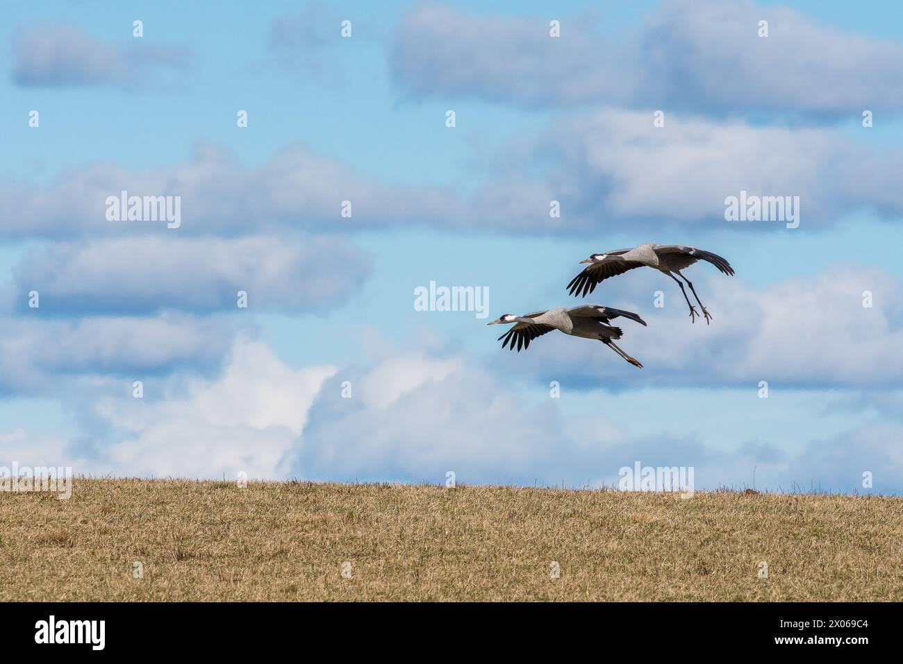 Migrating Common Cranes at Lake Hornborga during spring in Sweden. The ...