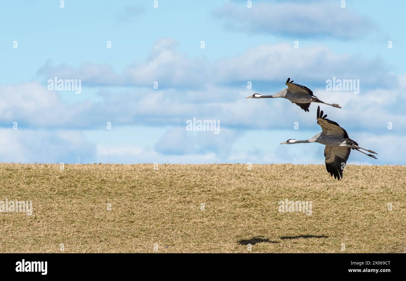Migrating Common Cranes at Lake Hornborga during spring in Sweden. The ...