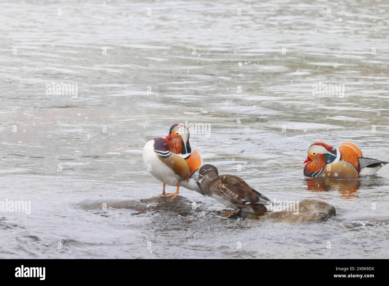 The mandarin duck (Aix galericulata) is a perching duck species native ...