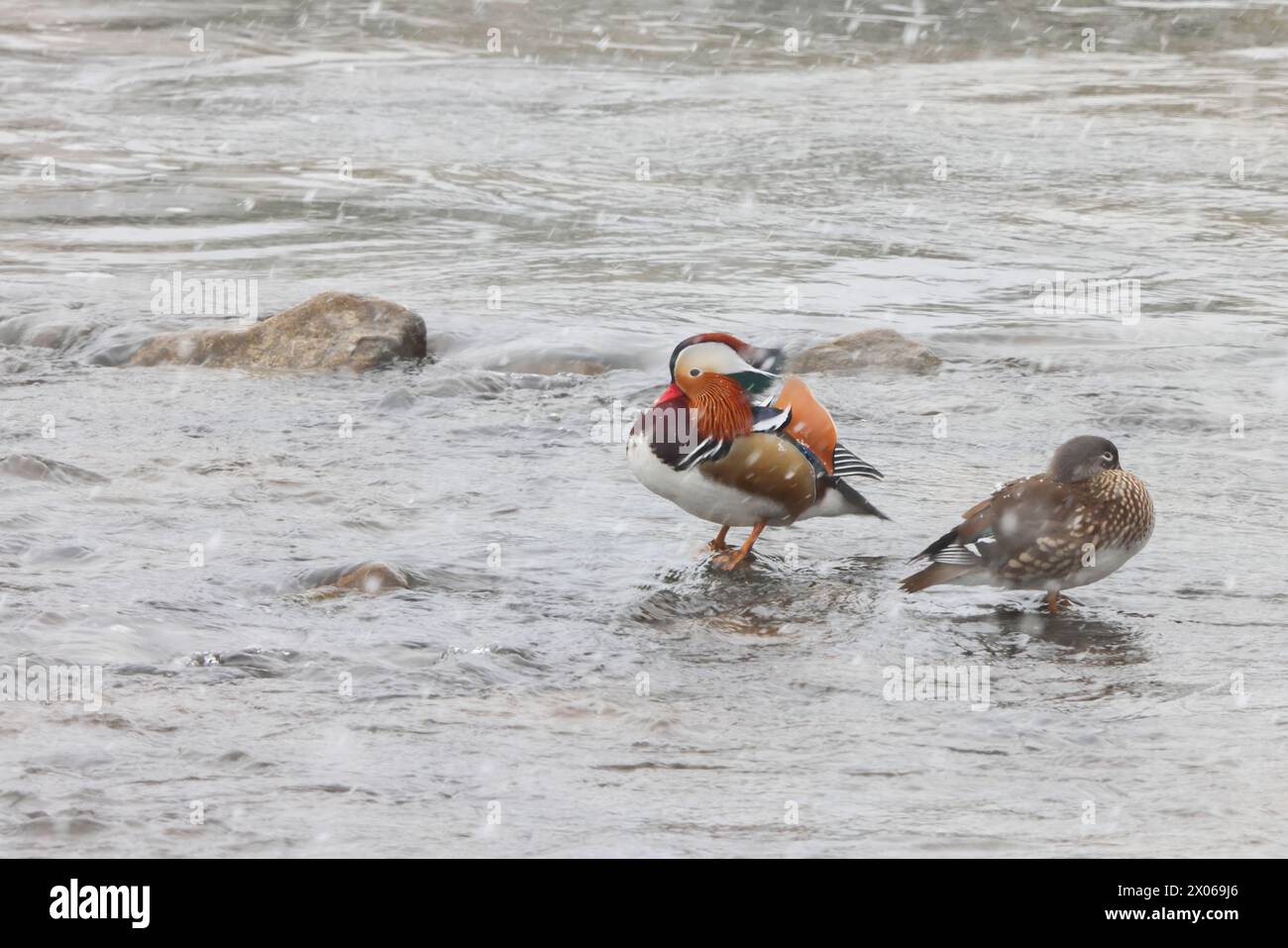 The mandarin duck (Aix galericulata) is a perching duck species native ...