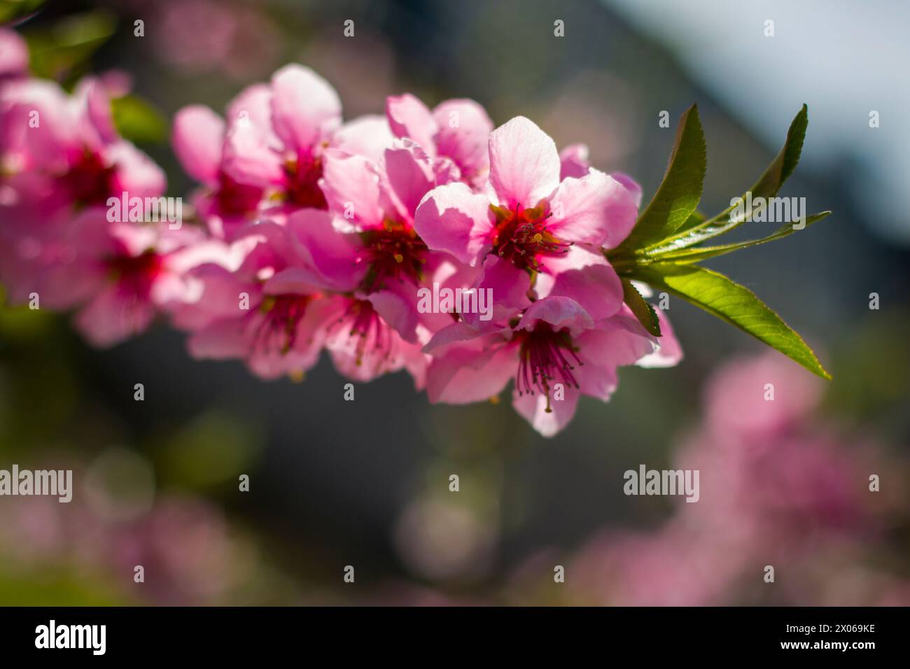 Nectarine blossom pollination hi-res stock photography and images - Alamy